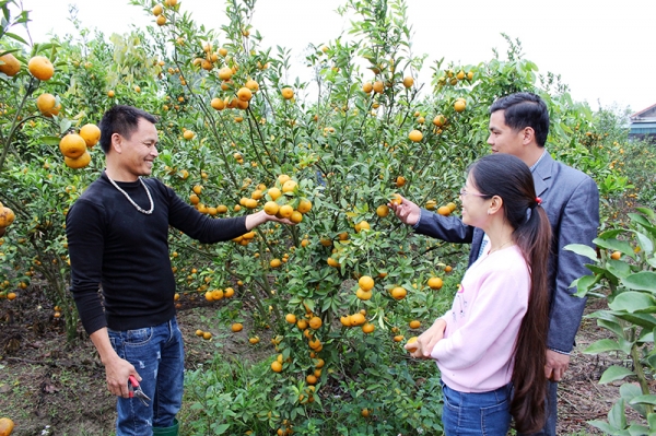 Quảng Thành (Hải Hà): Chuyển đổi thành công cơ cấu cây trồng - Báo ...