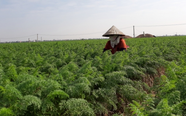 Làm giàu từ cây vụ đông - Báo Quảng Ninh điện tử