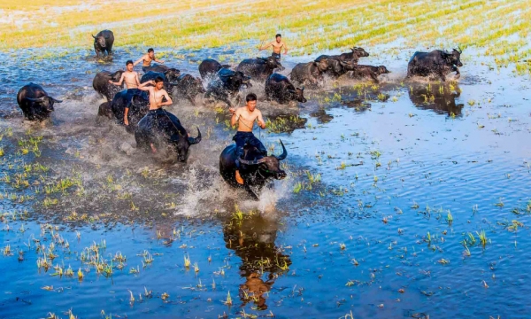 Khoảnh khắc ấn tượng đàn trâu Việt Nam - Báo Quảng Ninh điện tử