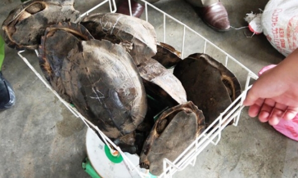 Phát hiện nhiều rùa hoang dã và động vật rừng trong khu bếp nhà hàng ...