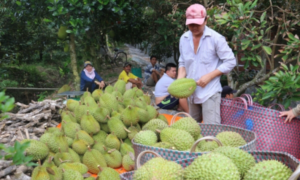 Xuất khẩu sầu riêng tăng 18 lần - Báo Quảng Ninh điện tử