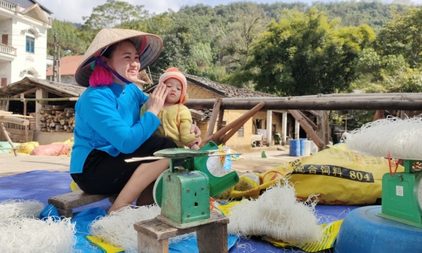 Hối hả vào vụ miến dong Đại Dực - Báo Quảng Ninh điện tử