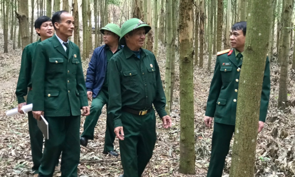 Phát triển kinh tế từ rừng - Báo Quảng Ninh điện tử