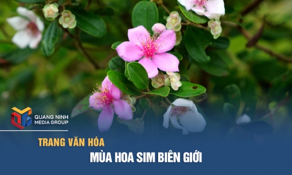 Mùa hoa sim biên giới - Báo Quảng Ninh điện tử