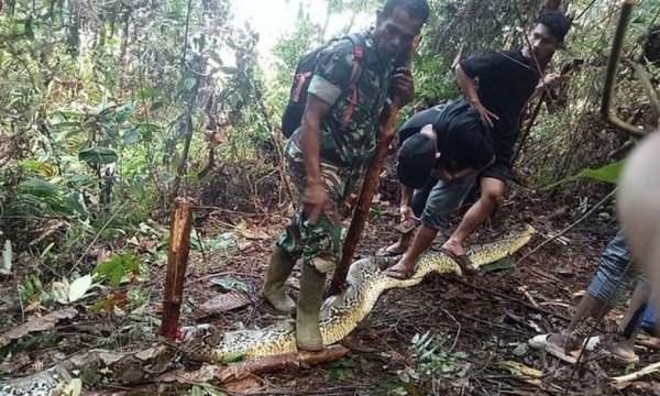 Người mẹ trẻ Indonesia bị trăn 9m nuốt chửng khi đi mua thuốc cho con ...
