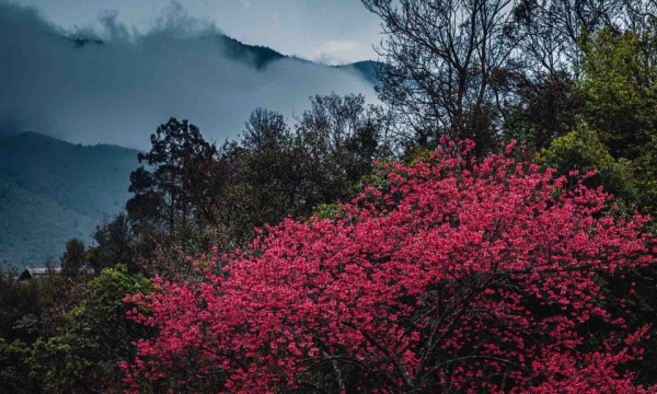 Hoa đào rừng ‘phủ hồng’ núi đồi bản Lùng Cúng - Báo Quảng Ninh điện tử