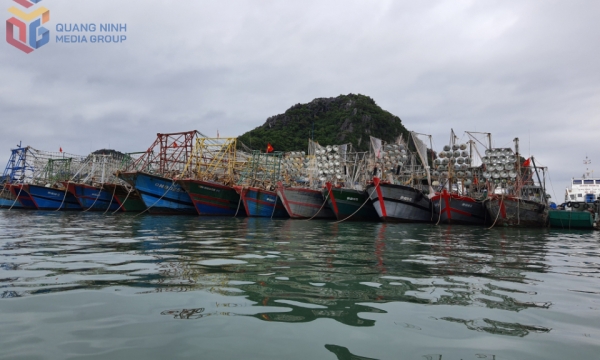 Đảm bảo điều kiện hoạt động các khu neo đậu, tránh trú bão cho tàu cá ...