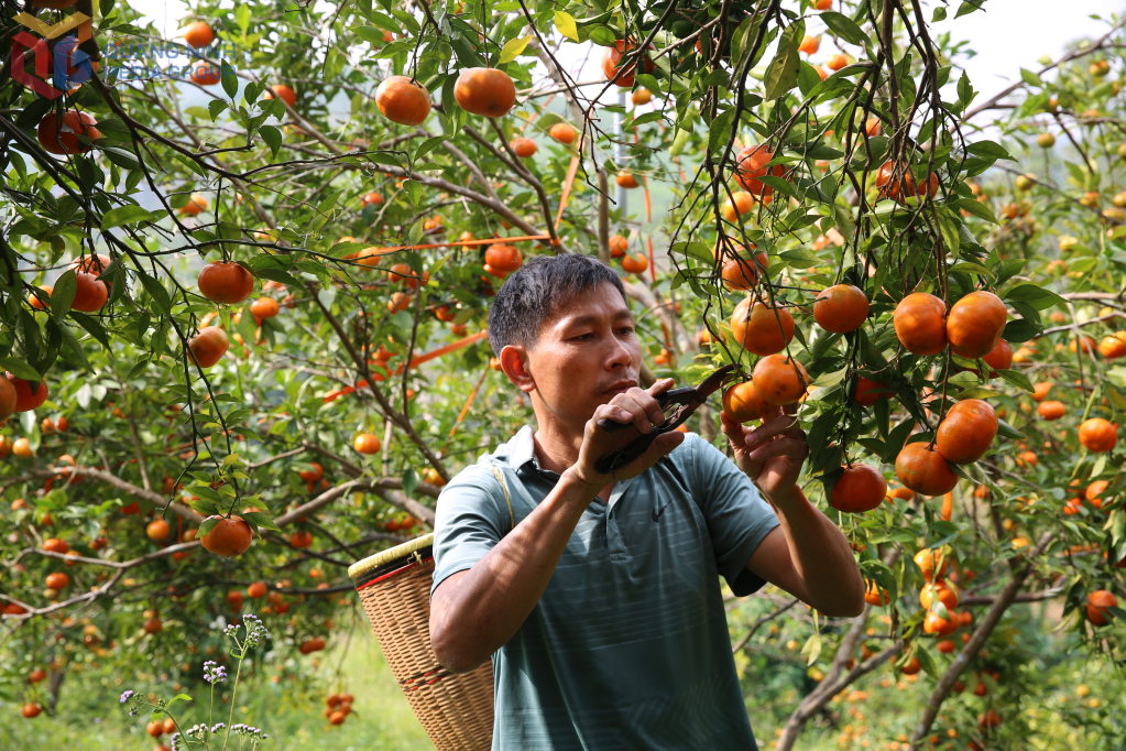 Lễ hội cam Vân Đồn hứa hẹn nhiều hấp dẫn - Báo Quảng Ninh điện tử