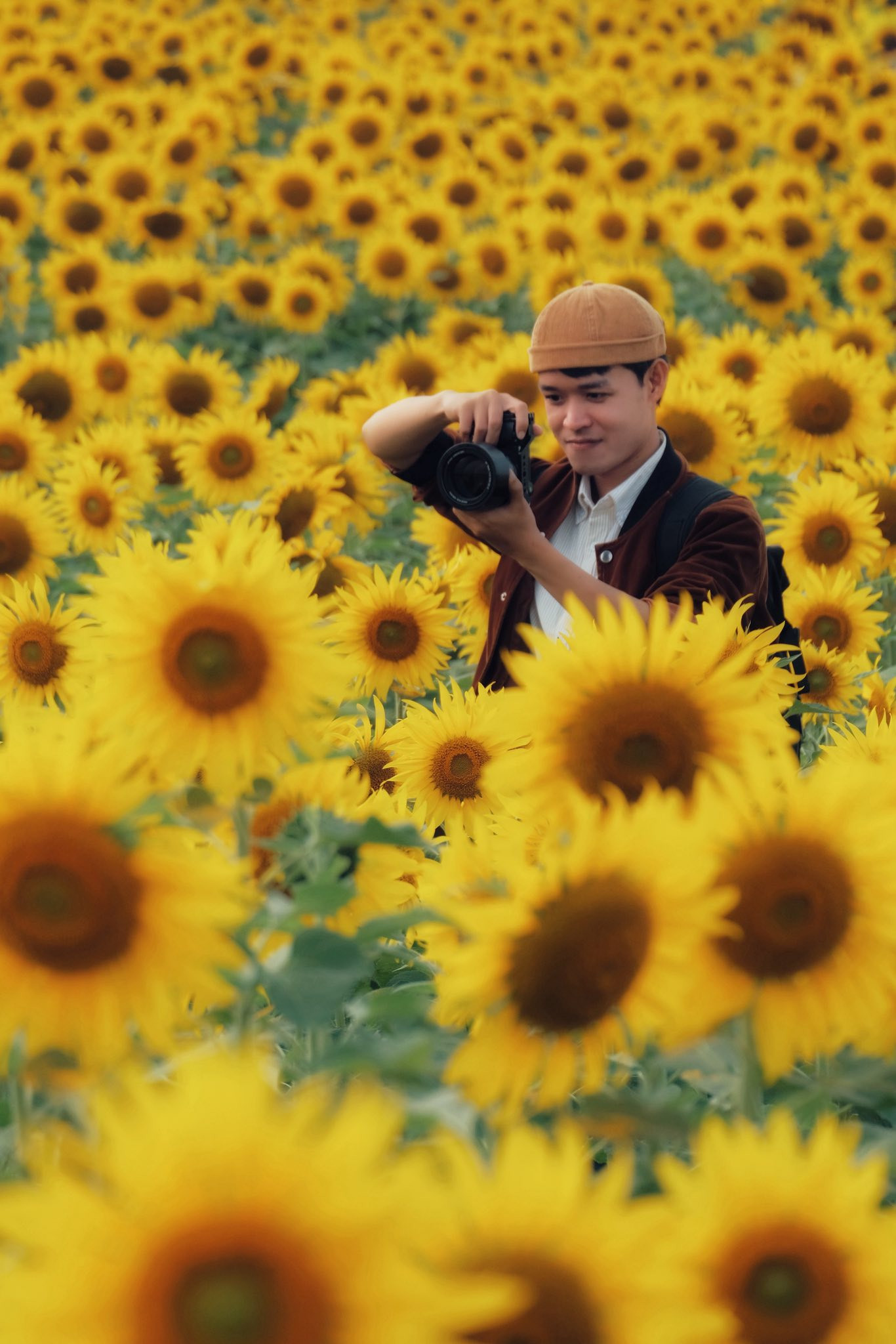 Check in đồng hoa hướng dương nổi rần rần ở Nghệ An - Báo Quảng Ninh ...