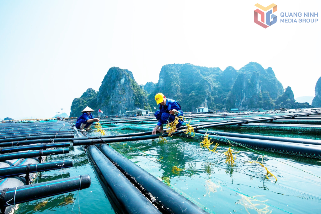 Van Don pilots marine ecotourism combined with aquaculture - Quang Ninh ...